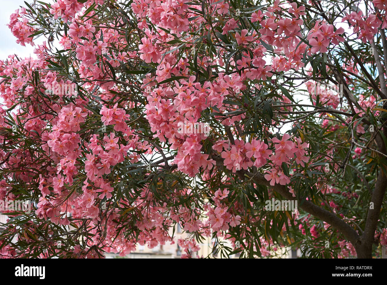 Beautiful pink oleanders hi-res stock photography and images - Alamy