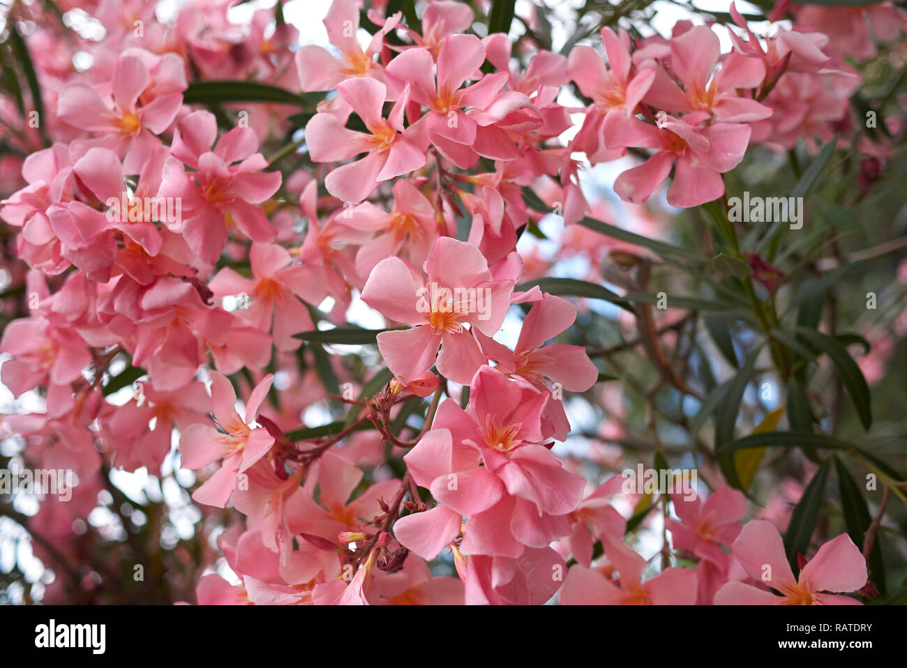 Pink oleander flowers Stock Photo - Alamy