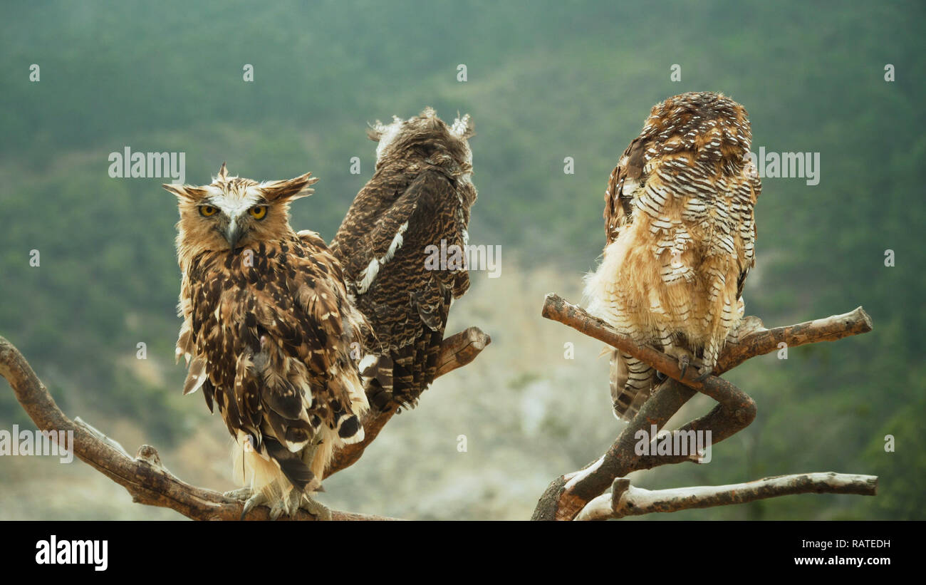 three javanese owls on dry tree branch. owls living on Dieng plateau on ...
