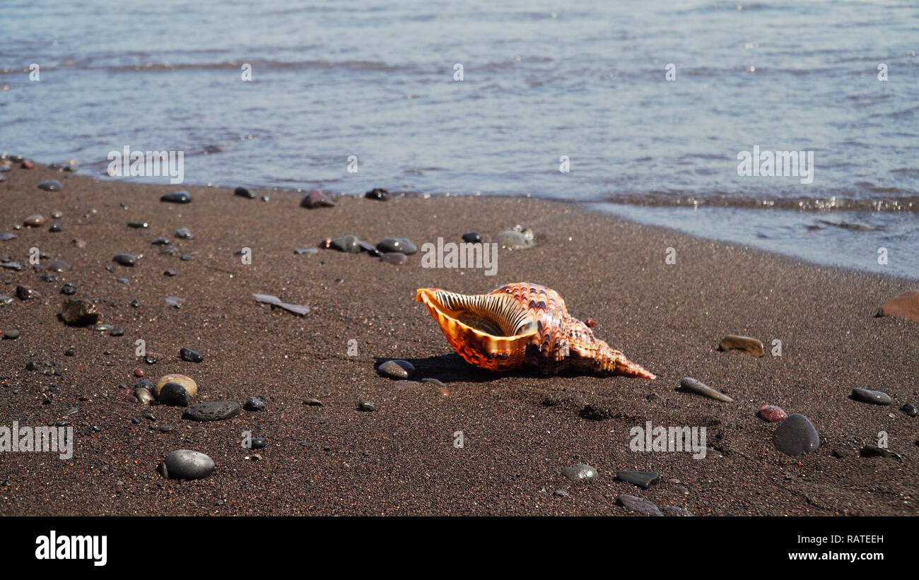 Seashell horn hi-res stock photography and images - Alamy