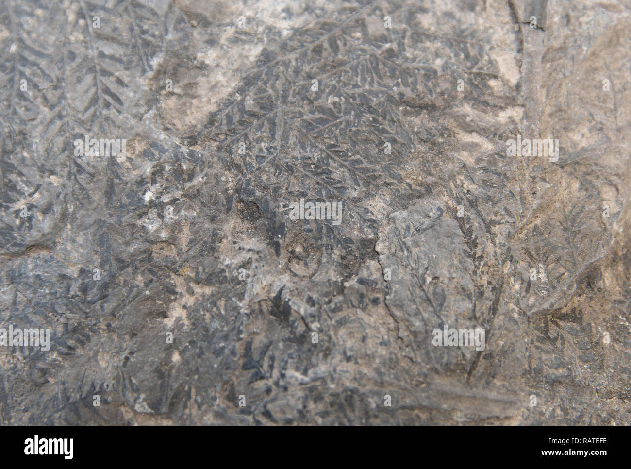 Leaf imprint rock hi-res stock photography and images - Alamy