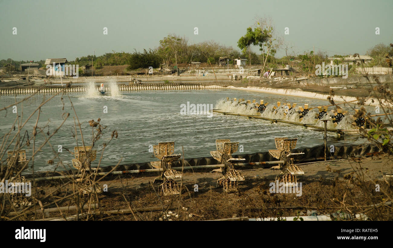 shrimp, prawn farming with with aerator pump for oxygenation water near ...