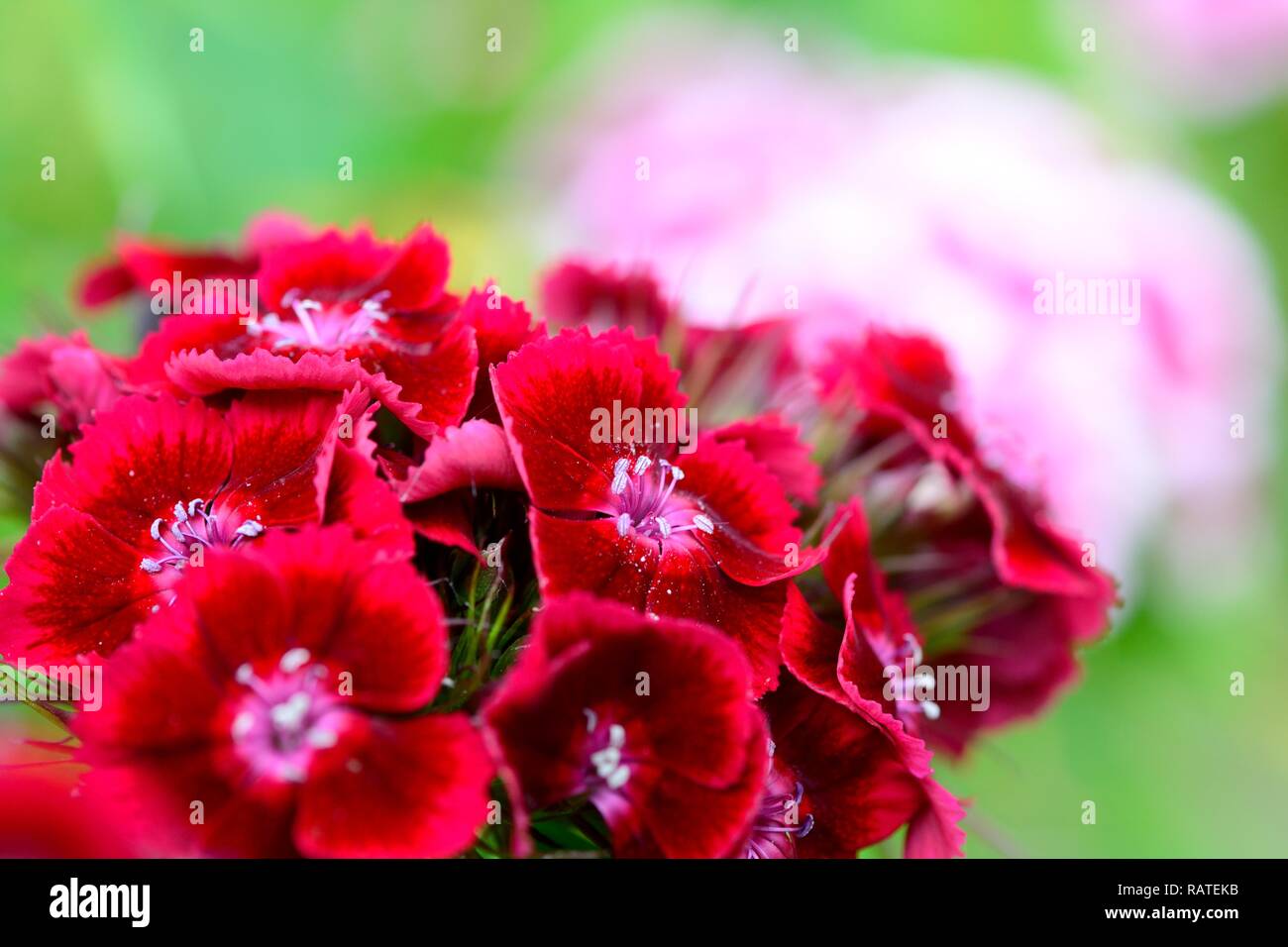 Sweet william plants bed hi-res stock photography and images - Alamy