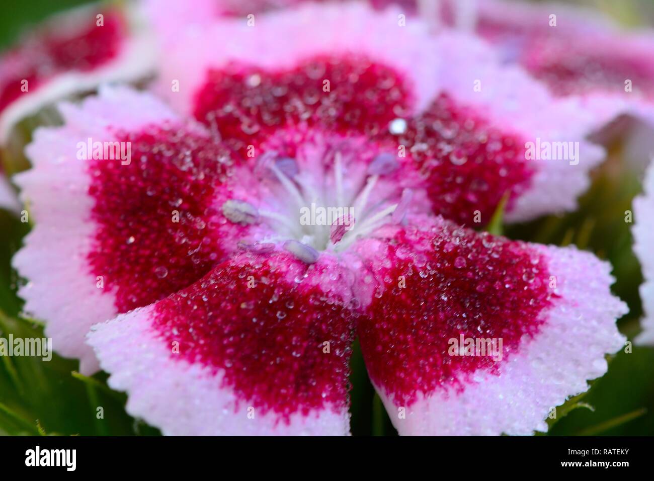 Macro shot of a pink and white sweet William (dianthus barbatus) flower ...