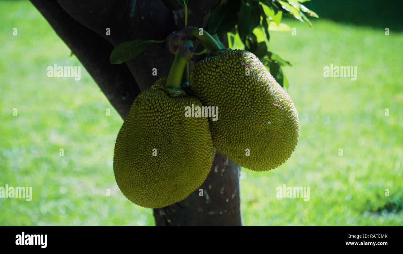 Jackfruit Tree and young Jackfruits. Tree branch full of jack fruits ...