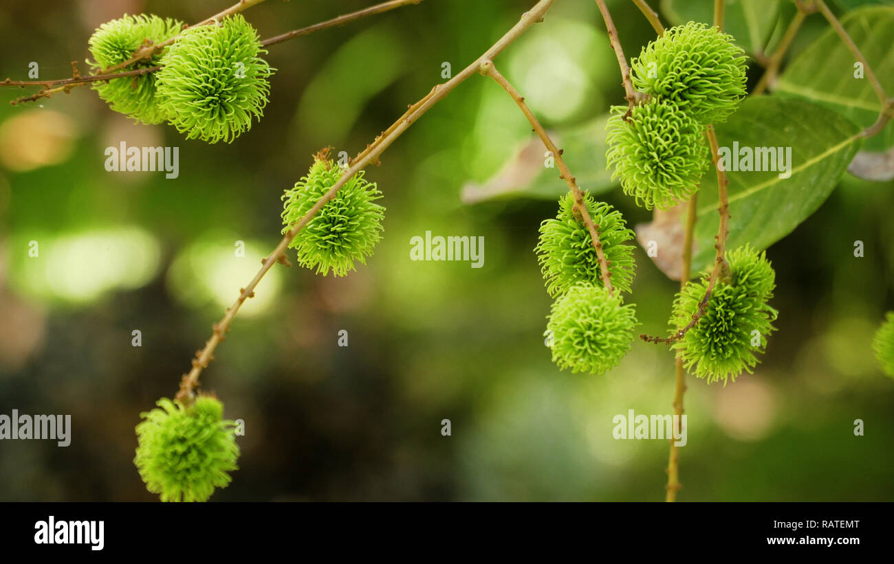 fruits green rambutan on tree. Tropical fruit rambutan fruits Nephelium ...