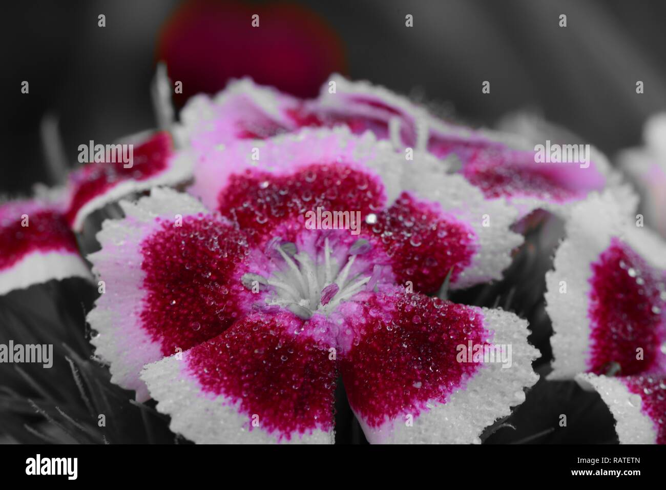 Coloursplash of red and white dianthus flowers in bloom Stock Photo - Alamy
