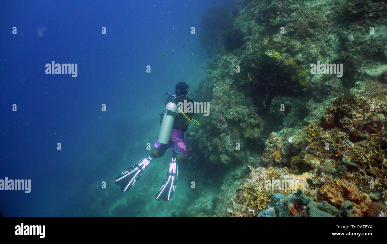 Scuba diver explores underwater coral reef and watching fish.Scuba ...