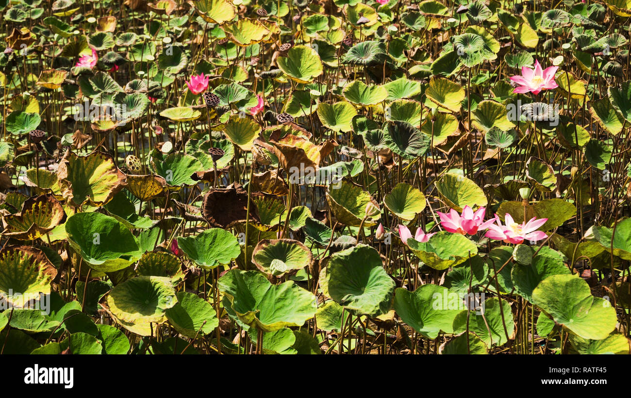 Pink lotus flower plant on lake. Pink lotus flower blooming in river ...