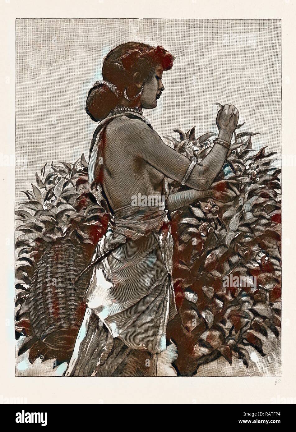 Ceylon tea 19th century hi-res stock photography and images - Alamy