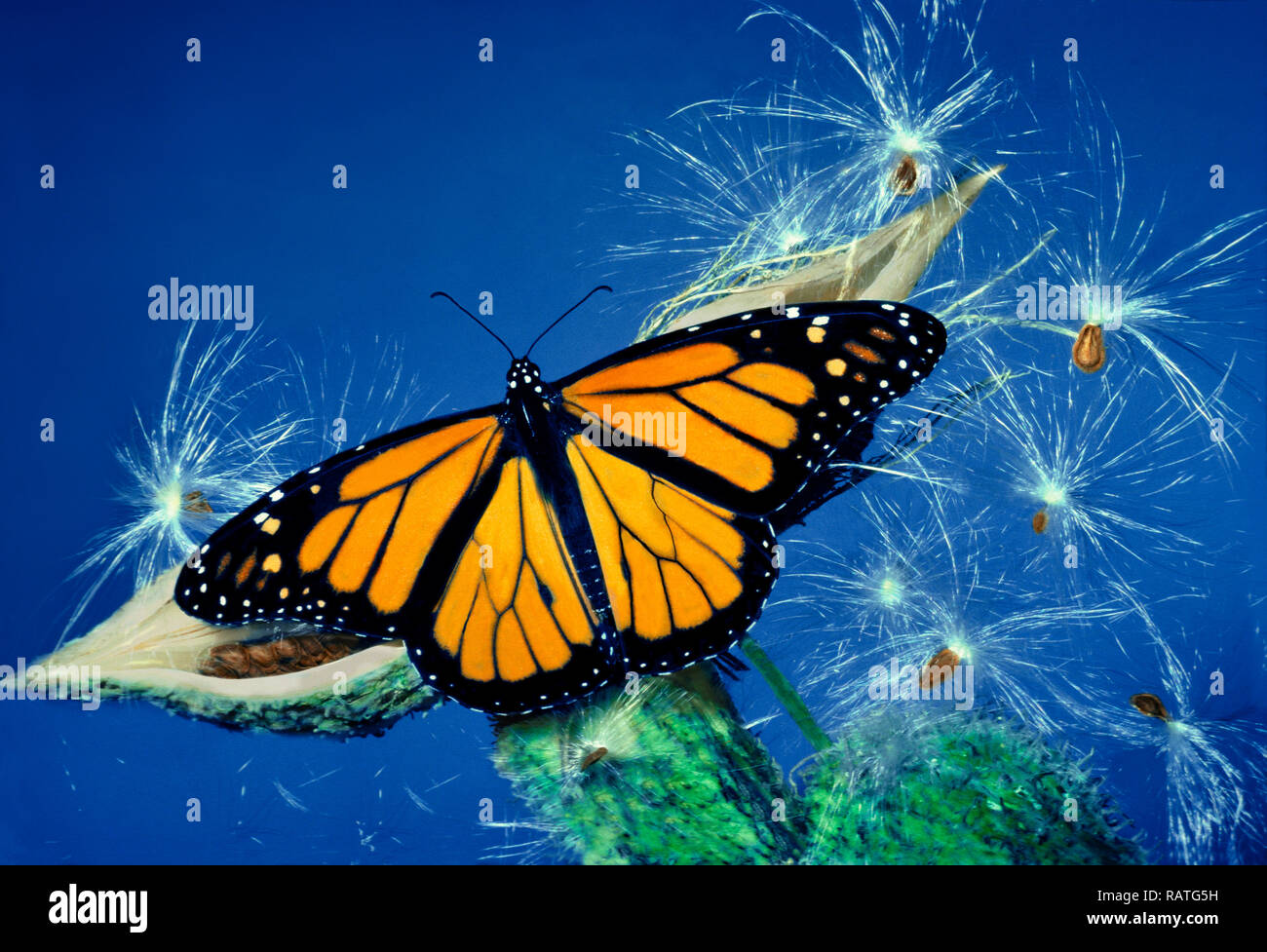 Monarch butterfly flower seeds hi-res stock photography and images - Alamy