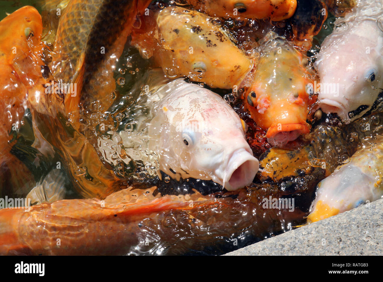 A macro shot of a swarming mass of koi fish waiting to be feed Stock ...