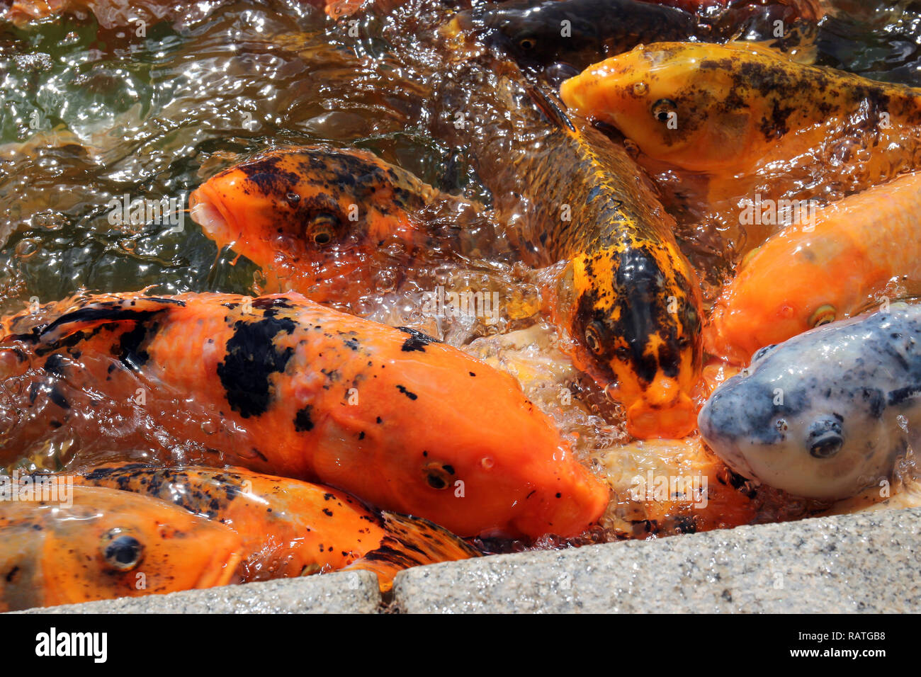 A macro shot of a swarming mass of koi fish waiting to be feed Stock ...