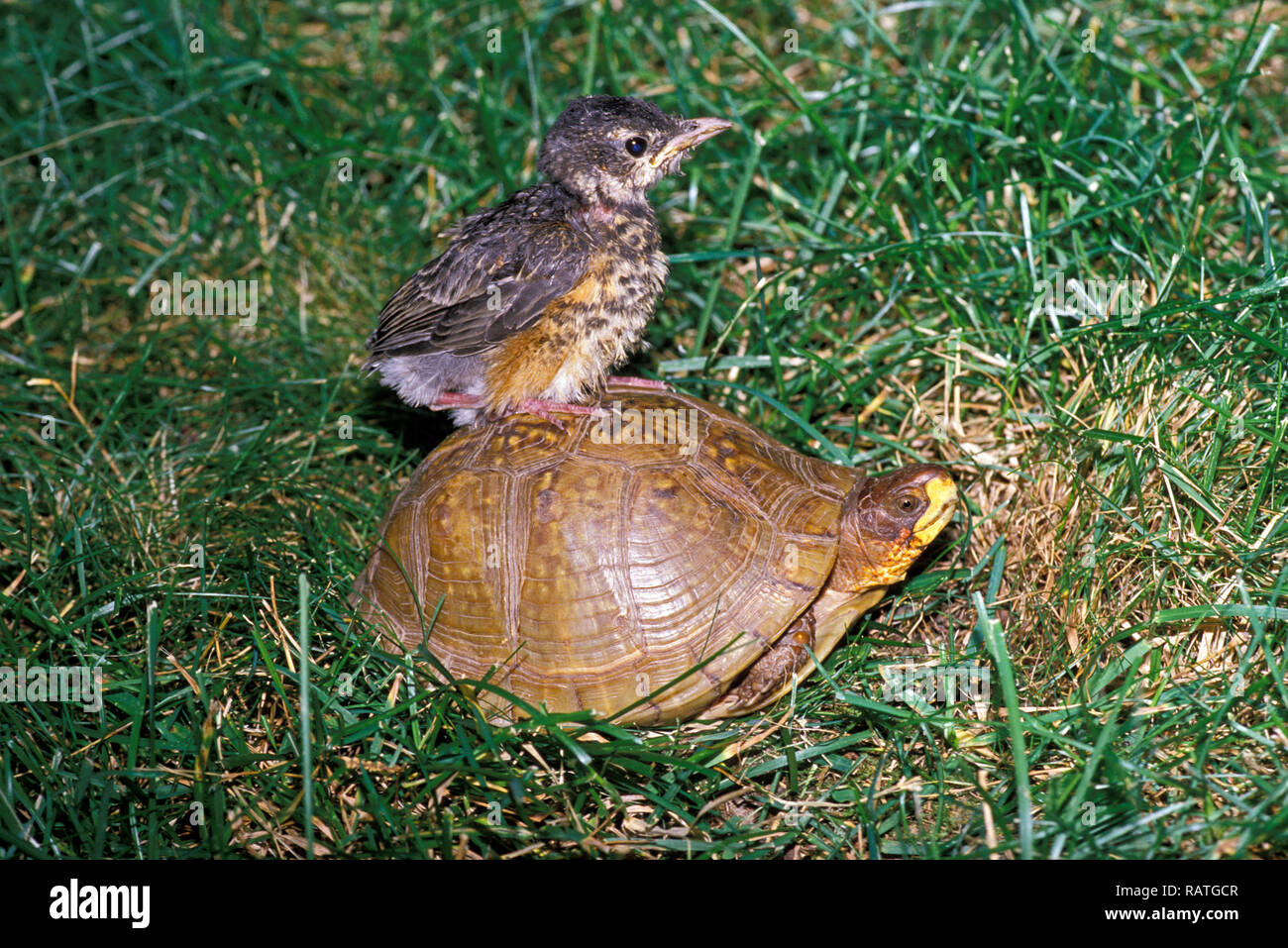 Baby box turtle hi-res stock photography and images - Alamy