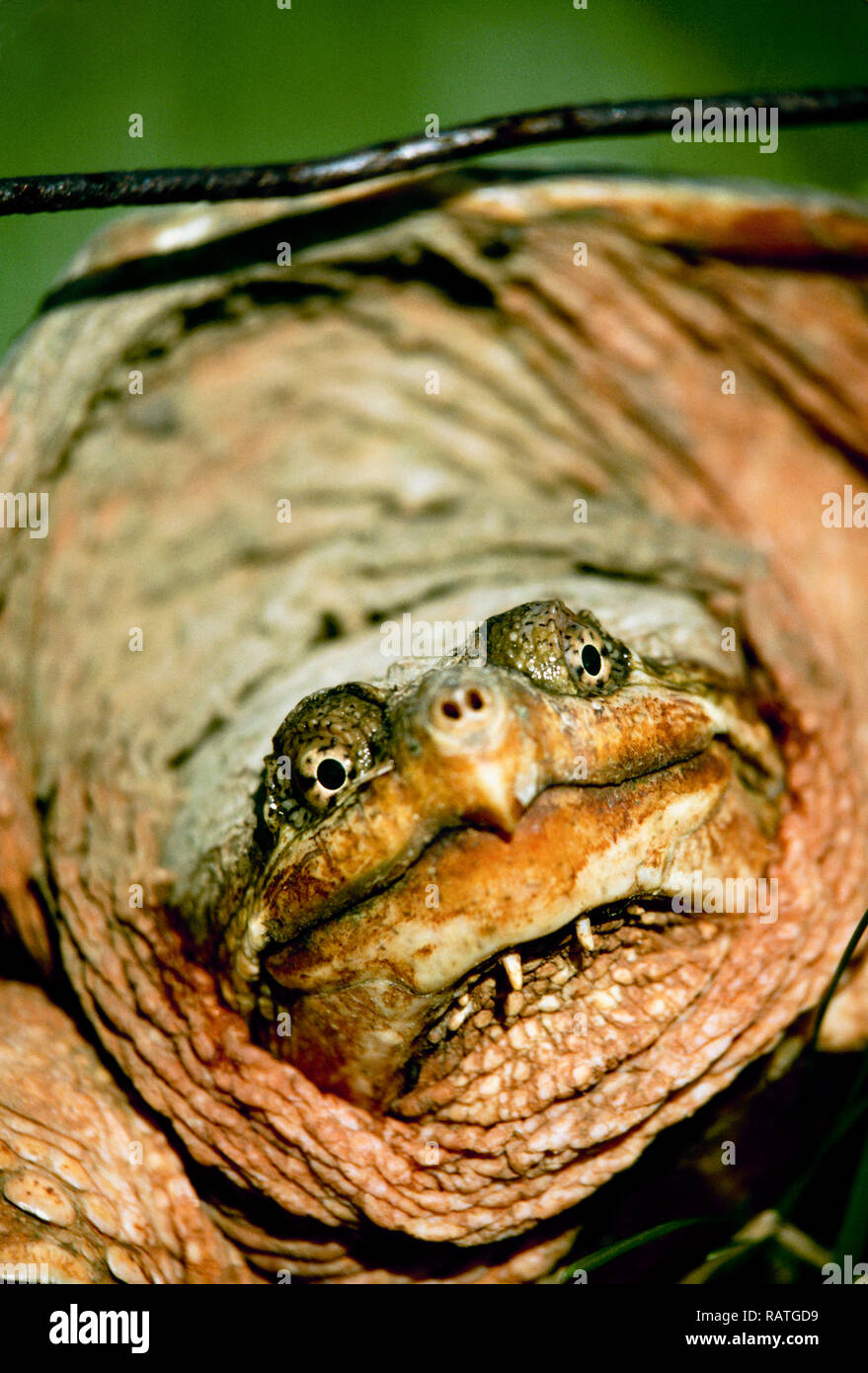 Snapping Turtle Face