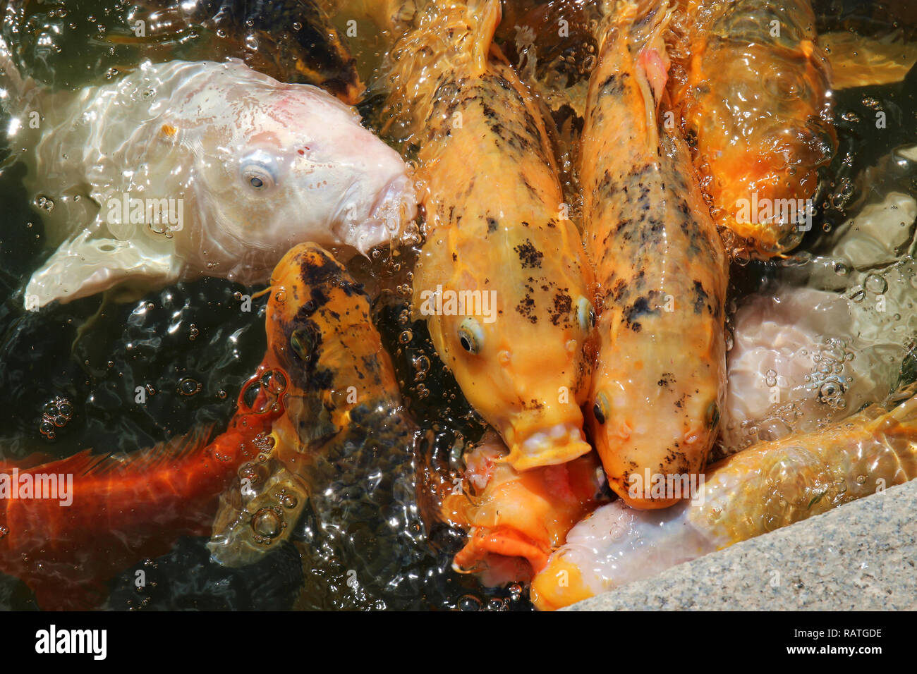 A macro shot of a swarming mass of koi fish waiting to be feed Stock ...