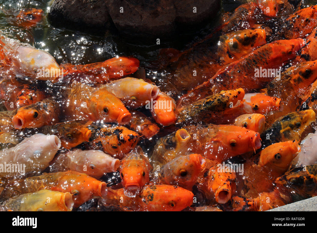 A mass of swarming koi fish waiting to be fed Stock Photo - Alamy
