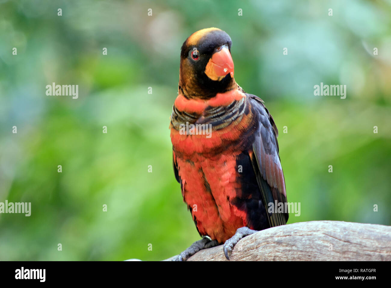 Dusky lory hi-res stock photography and images - Alamy