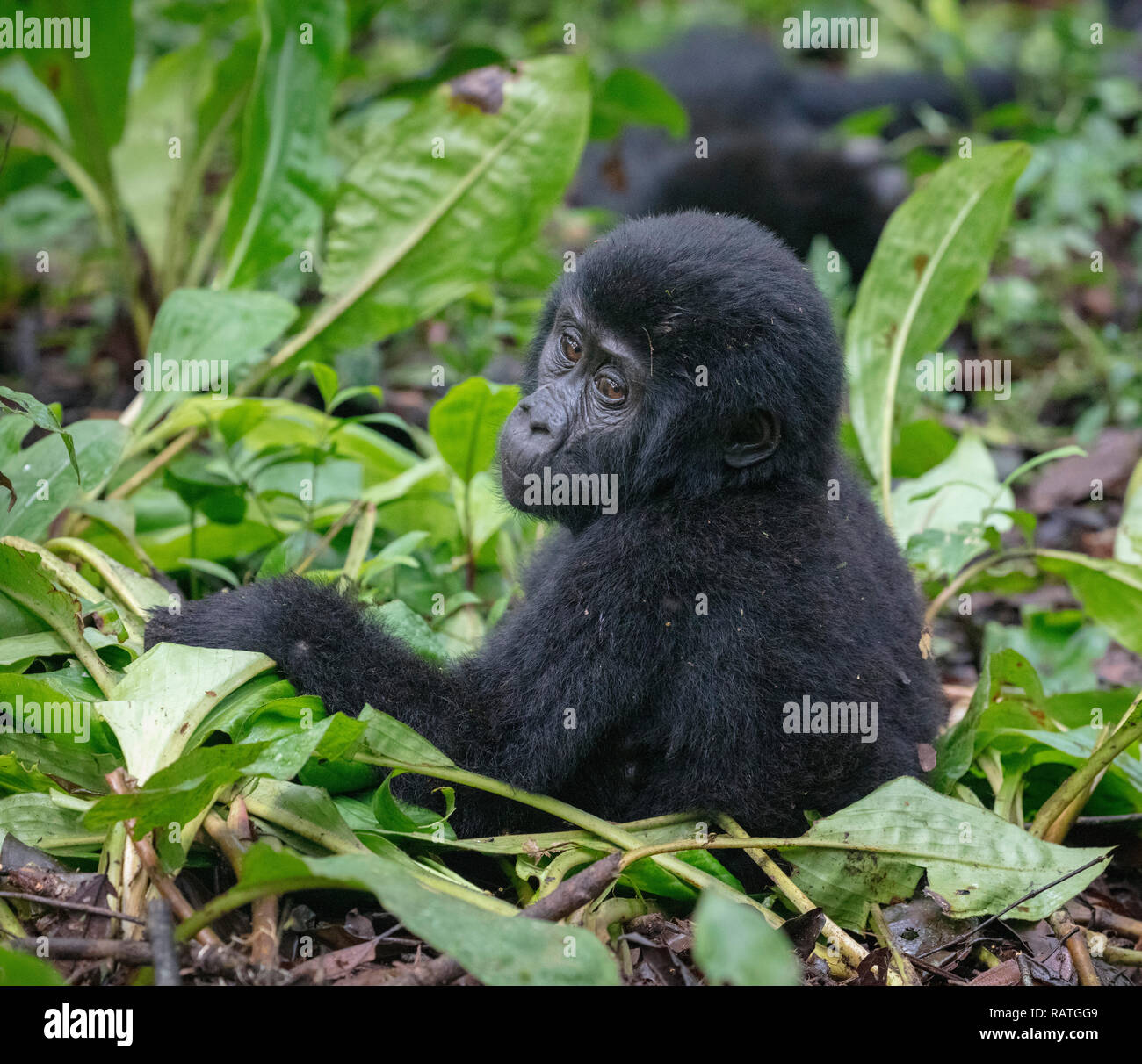 baby mountain gorilla, Gorilla beringei beringei, Bwindi Impenetrable ...