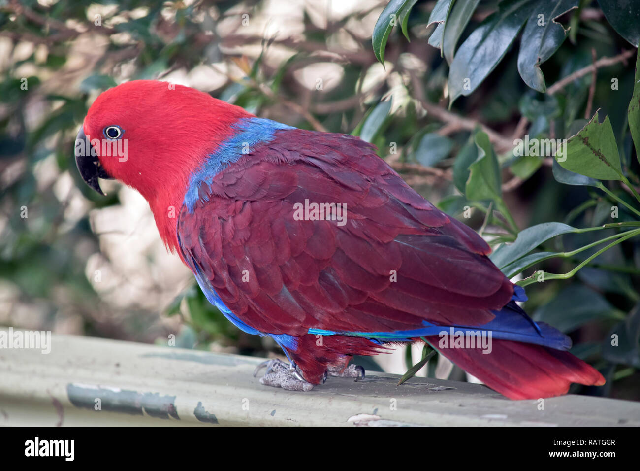 this is a side view of a female eclectus parrot sitting on a fence ...
