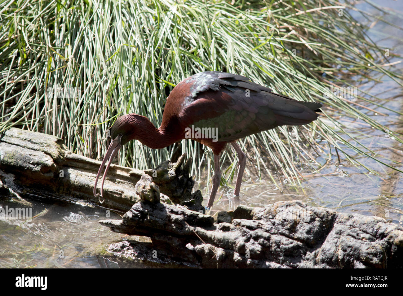the glossy ibis is eating from the pond Stock Photo - Alamy