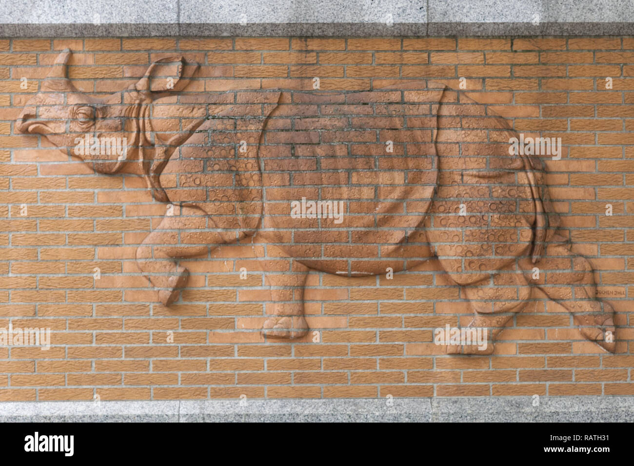 Rhinoceros fish hi-res stock photography and images - Alamy