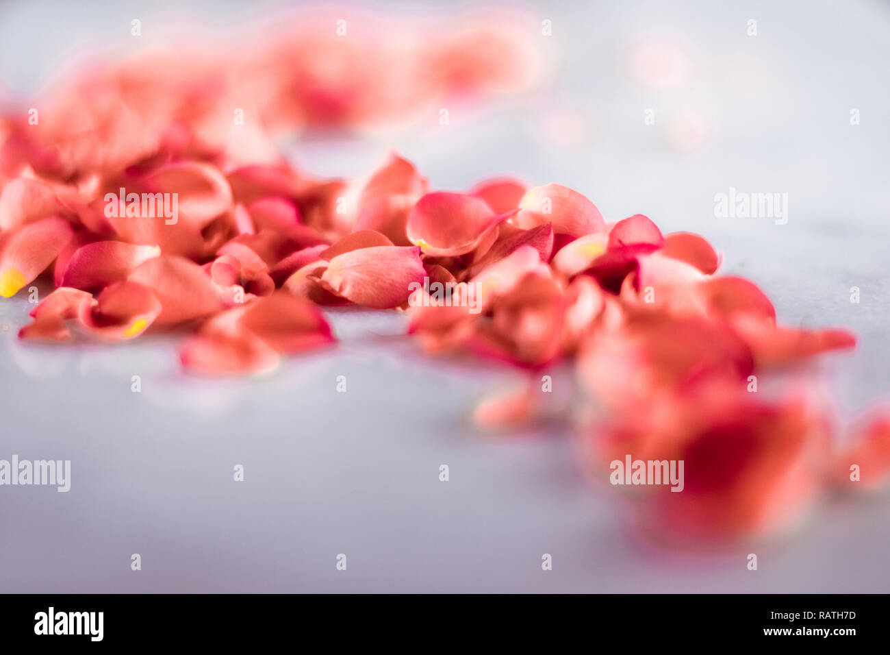living coral rose petals on marble, color of the year - flower ...