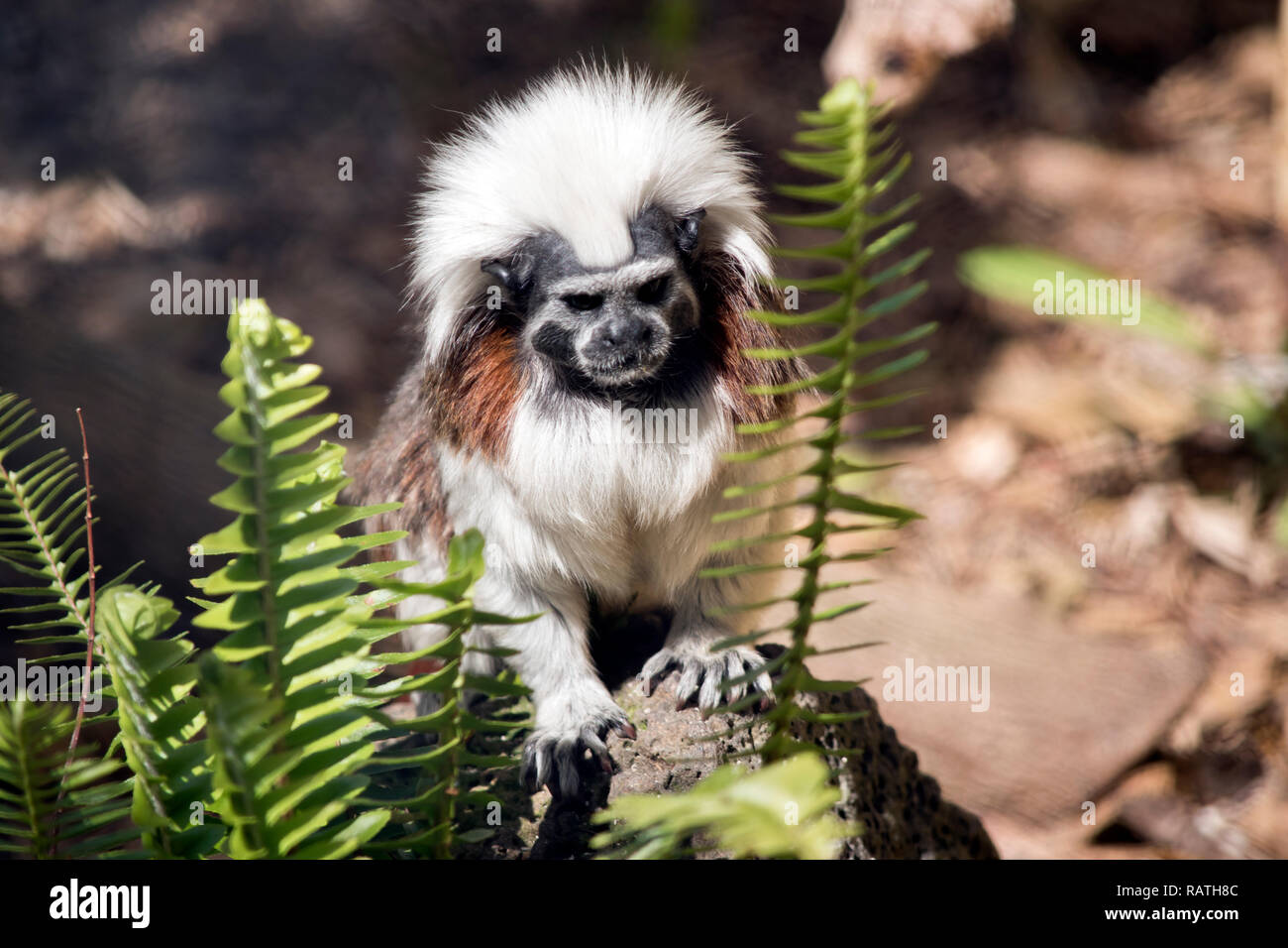 the Cotton top tamarin monkey is hiding behind a plant Stock Photo - Alamy