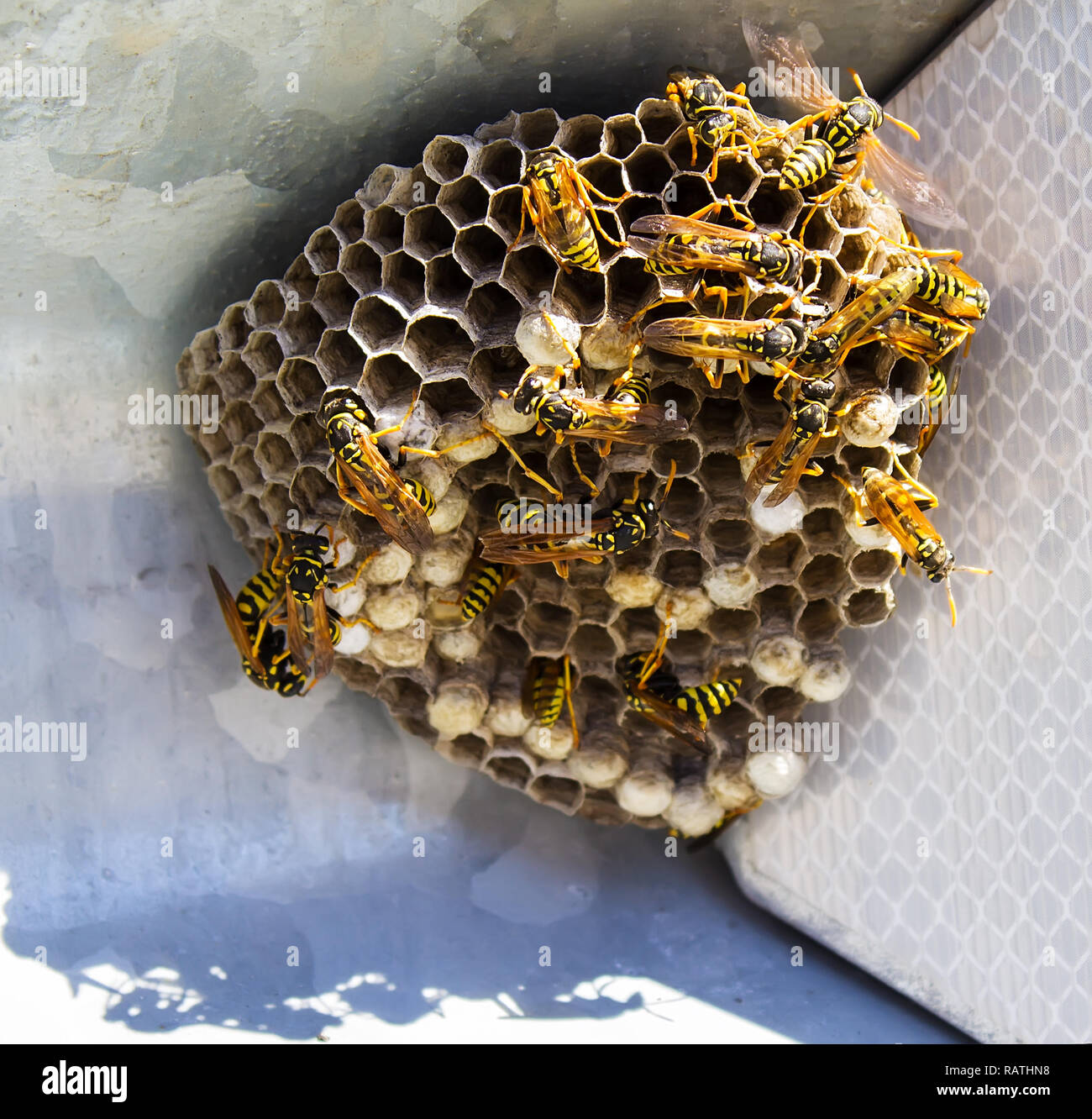 Hornet's nest with larvae and many wasps Stock Photo - Alamy