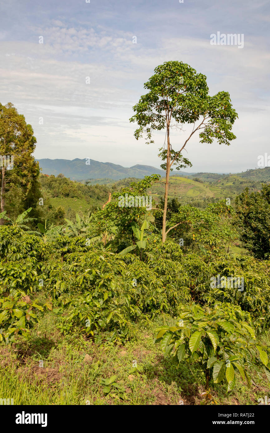 landscape beside Bwindi Impenetrable Forest National Park, Uganda ...