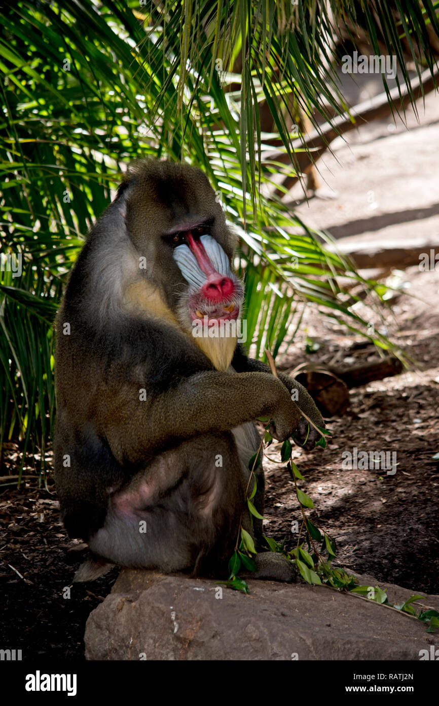 the mandrill is resting eating leaves Stock Photo - Alamy