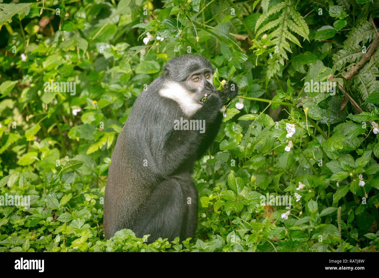 L'Hoest's monkey (Cercopithecus lhoesti), or mountain monkey, a guenon ...