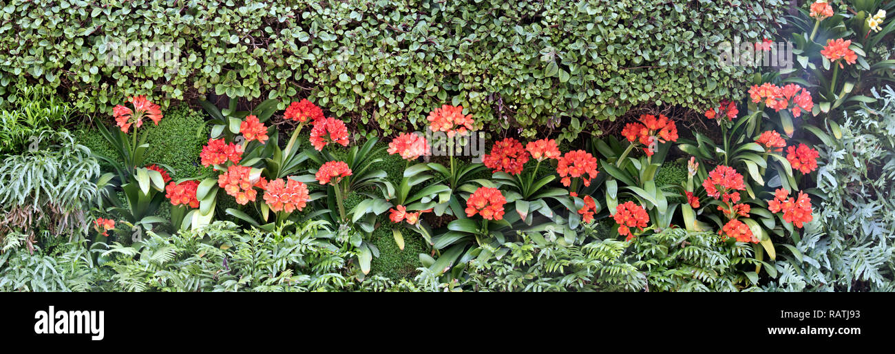 this is a colorful display of greenery along a wall Stock Photo - Alamy
