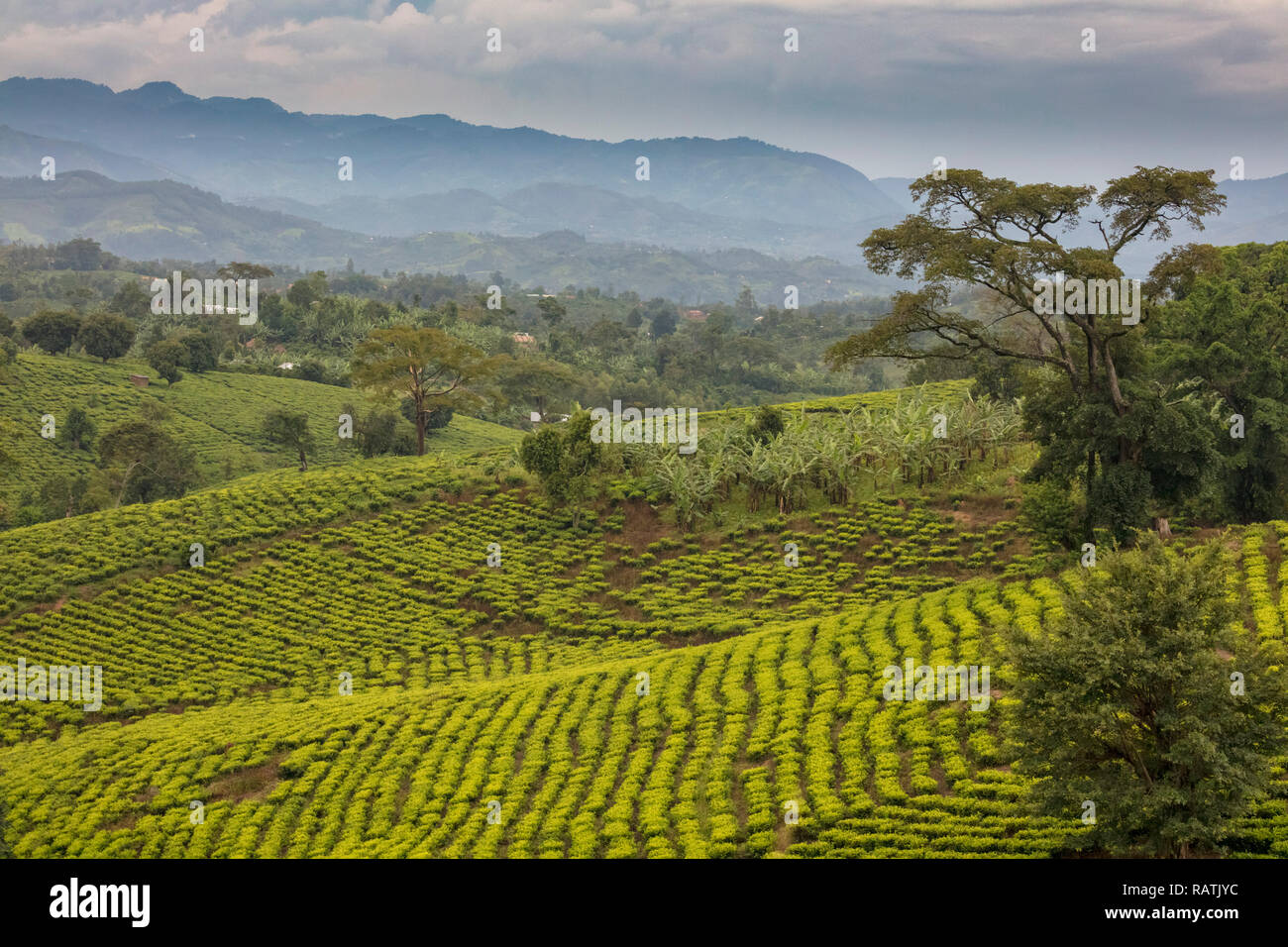 tea plantations near Bwindi, West Uganda, Africa Stock Photo - Alamy