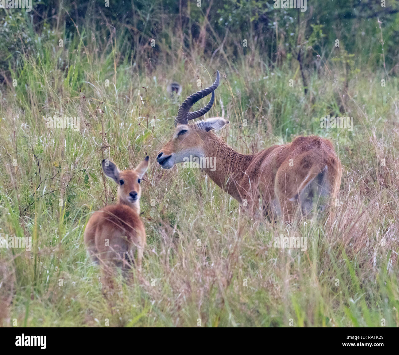male Ugandan kob with young female (Kobus kob thomasi), a type of ...