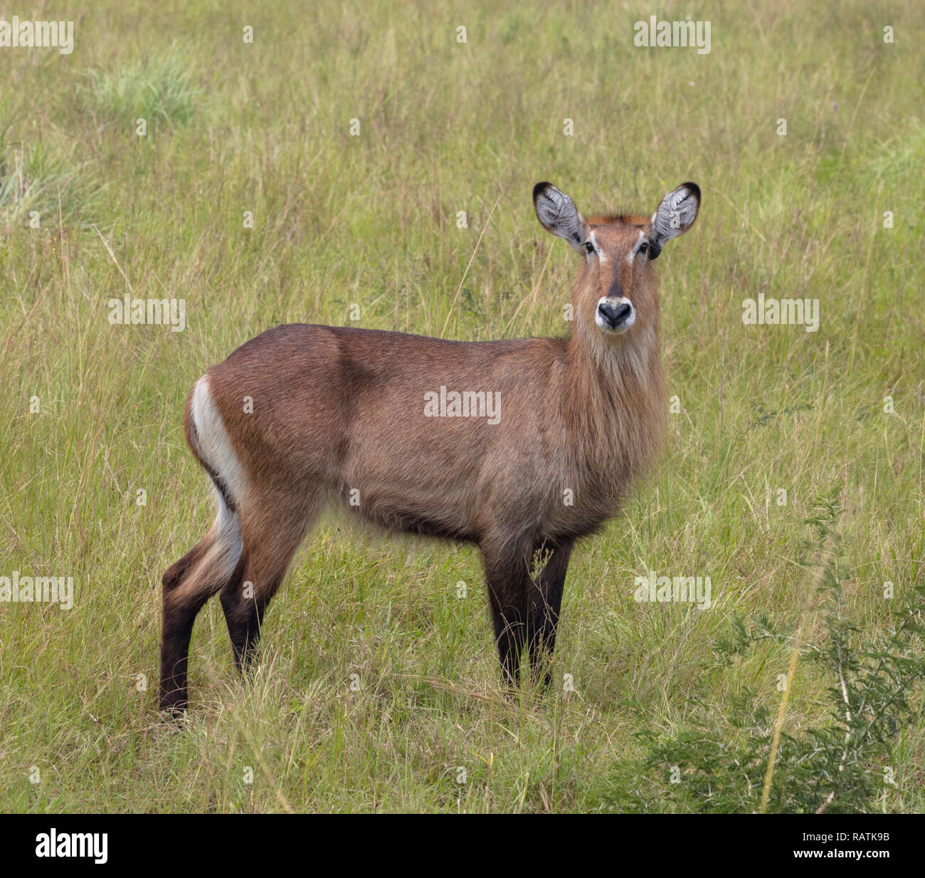 female Defassa Waterbuck, Kobus ellipsiprymnus ssp. defassa, Queen ...