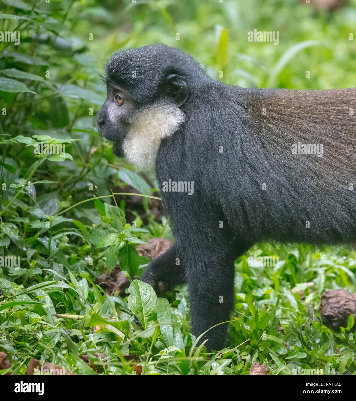 L'Hoest's monkey (Cercopithecus lhoesti), or mountain monkey, a guenon ...