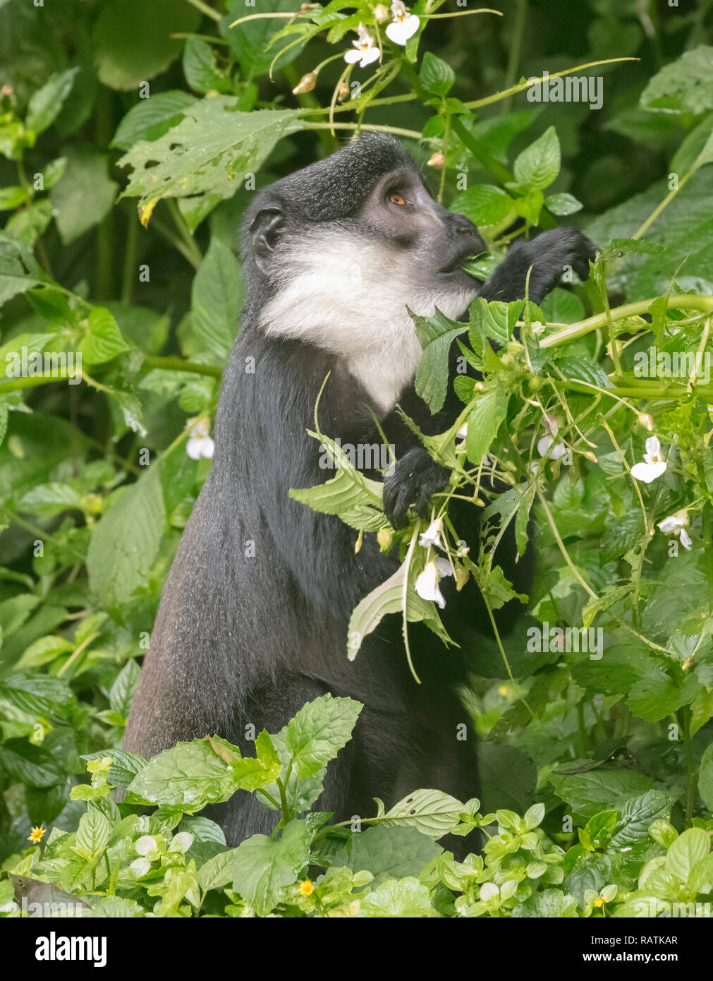 L'Hoest's monkey (Cercopithecus lhoesti), or mountain monkey, a guenon ...