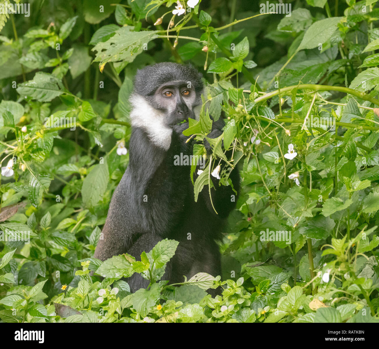 L'Hoest's monkey (Cercopithecus lhoesti), or mountain monkey, a guenon ...