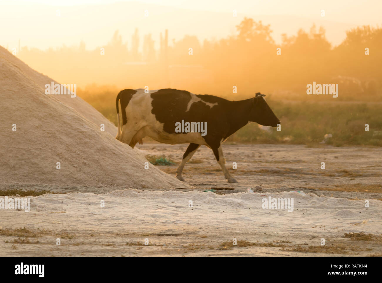 A cow walking on the salt mine Stock Photo - Alamy