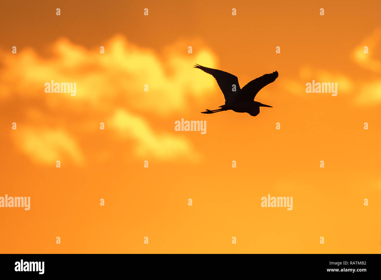 Egret silhouettes hi-res stock photography and images - Alamy