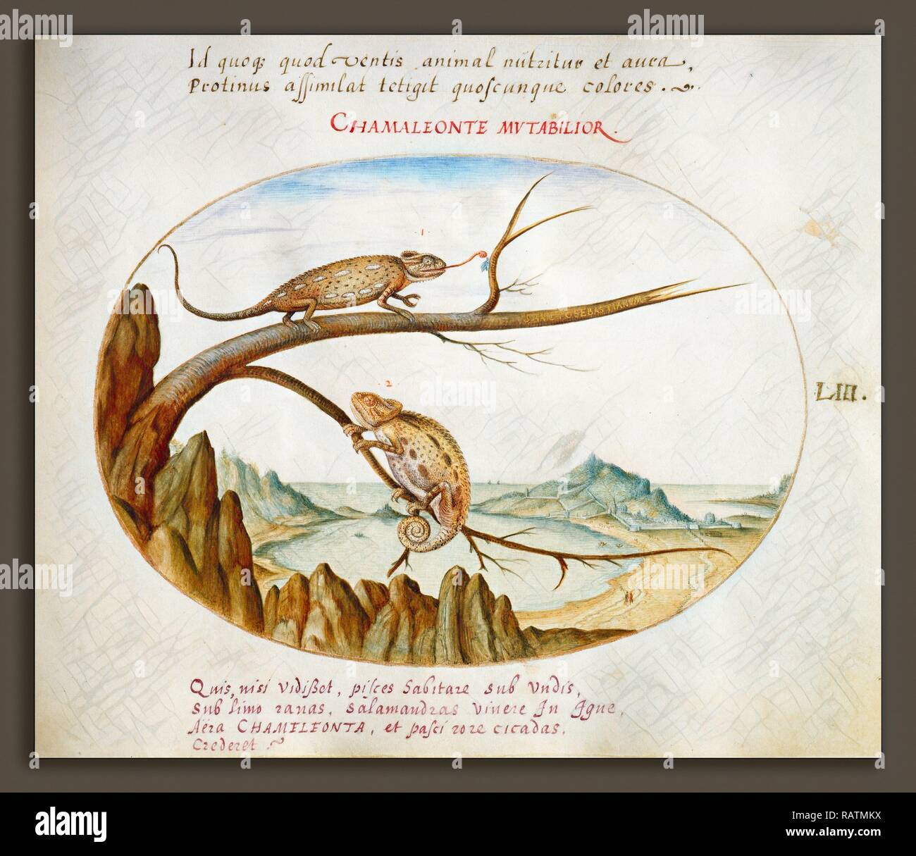 Animalia qvadrvpedia hi-res stock photography and images - Alamy