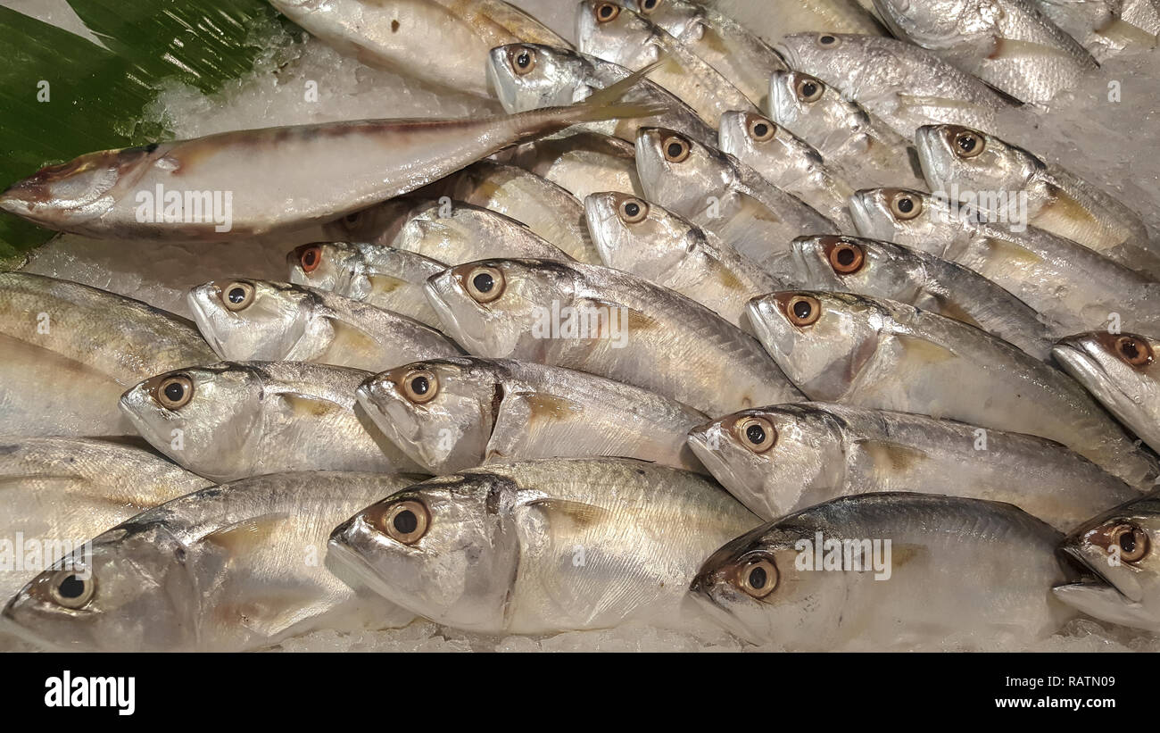 Freshly arranged fresh fish is ready to be marketed Stock Photo - Alamy