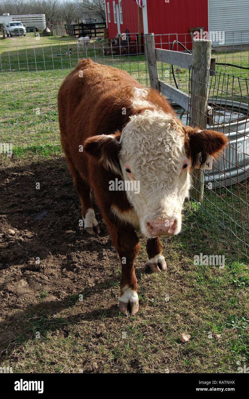Cow in a pen hi-res stock photography and images - Alamy