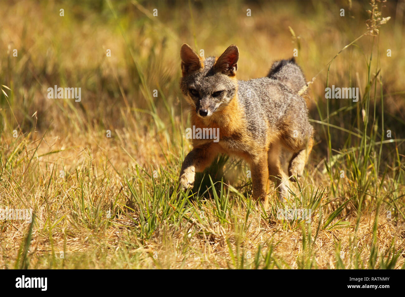 Gray fox california hi-res stock photography and images - Alamy