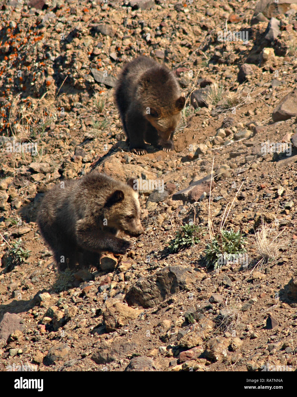 A pair of Grizzly Bear cubs digging for food on a rocky slope Stock ...