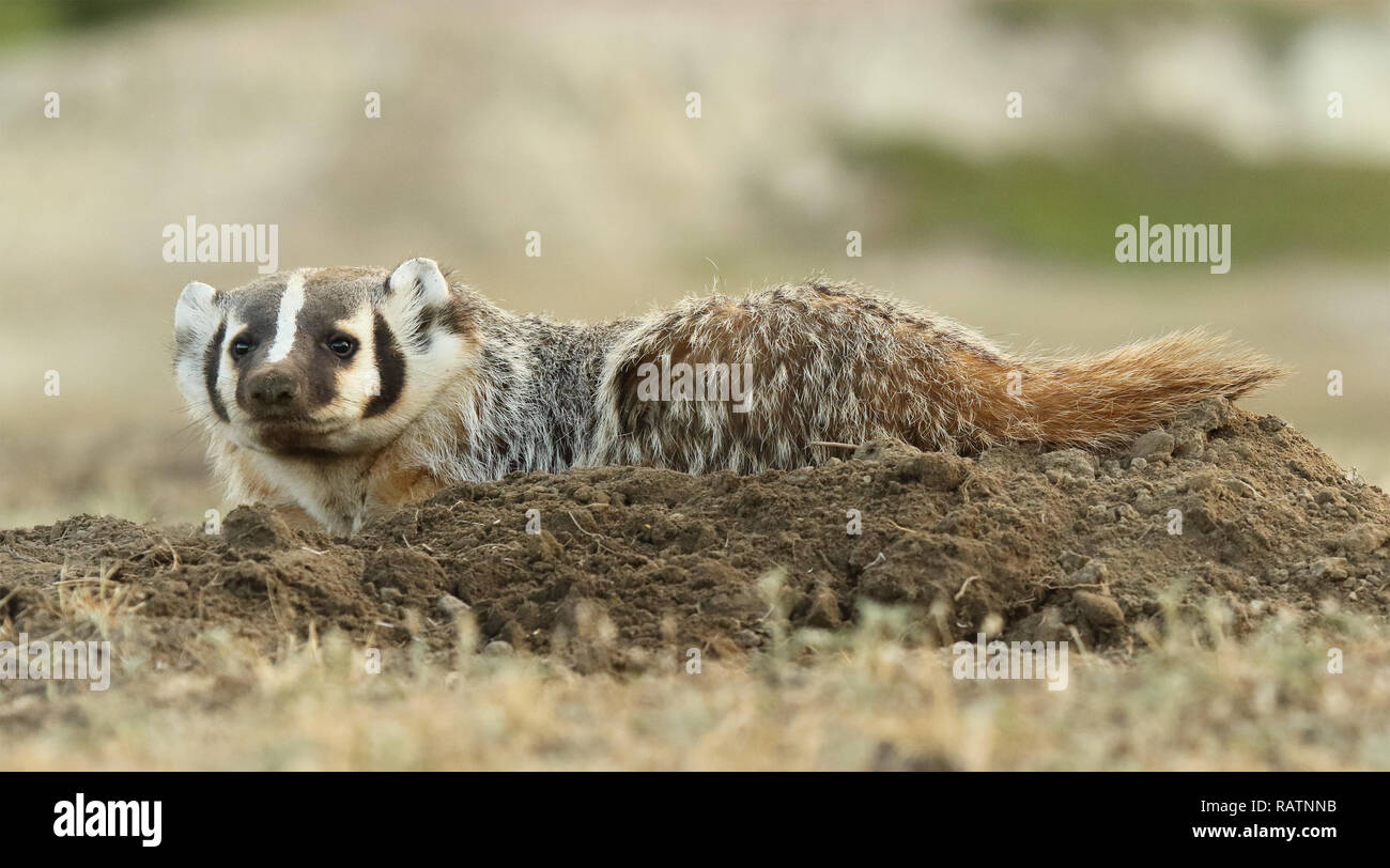 Badger digging a den hi-res stock photography and images - Alamy