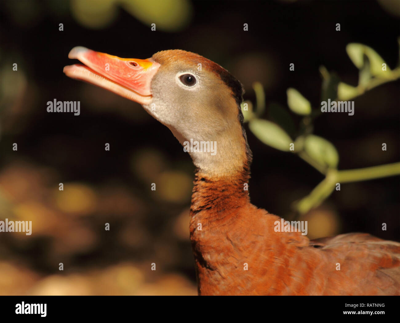 A Black-bellied Whistling Duck calling during spring courtship season ...