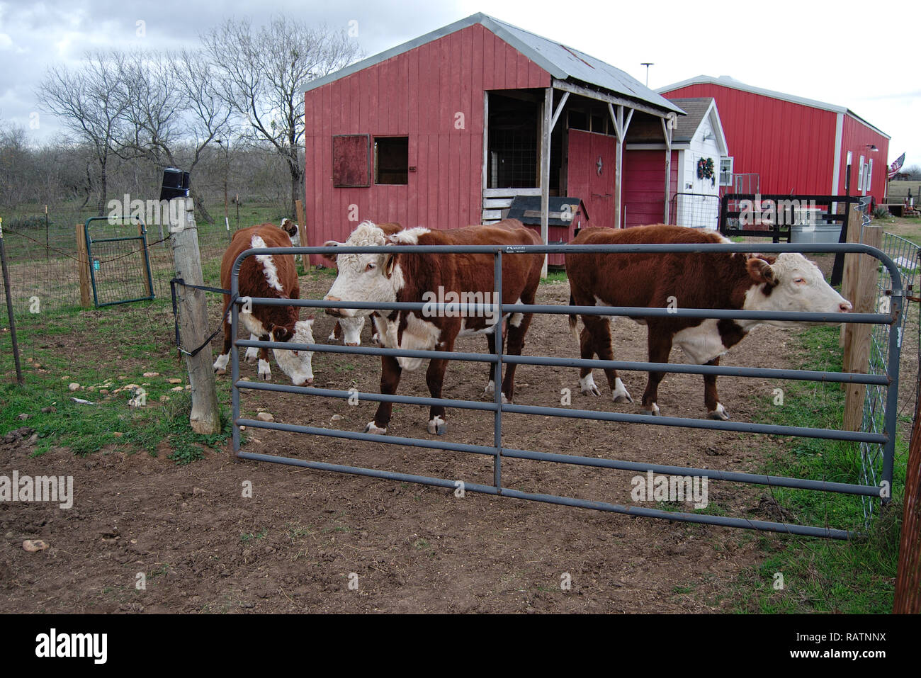 Cattle pen gate hi-res stock photography and images - Alamy