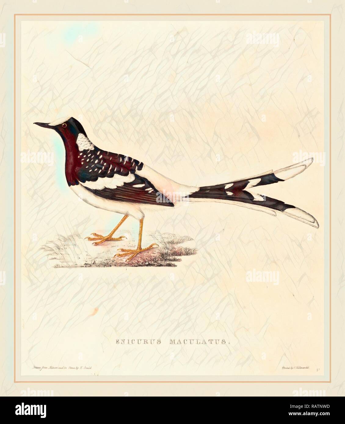 Elizabeth Gould, British (1804-1841), Enicurus Maculatus (Spotted ...